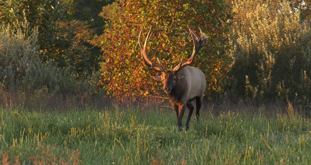 Application Period Closes March 30 for 2024 Virginia Elk Hunt | RMEF ...