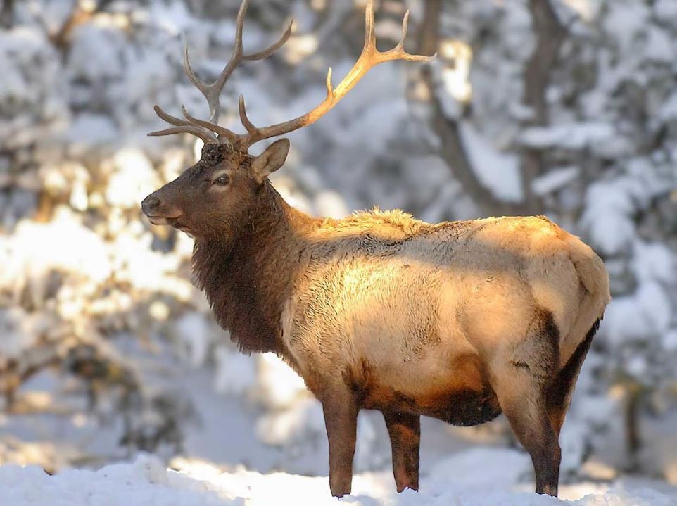 Arizona’s Elk, Deer Populations Remain CWD-Free | RMEF Media | Rocky ...