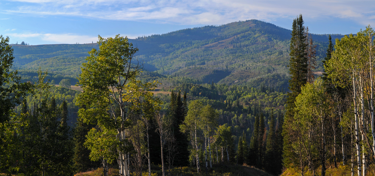 RMEF Colorado Conservation Project Receives Funding Boost | Rocky ...