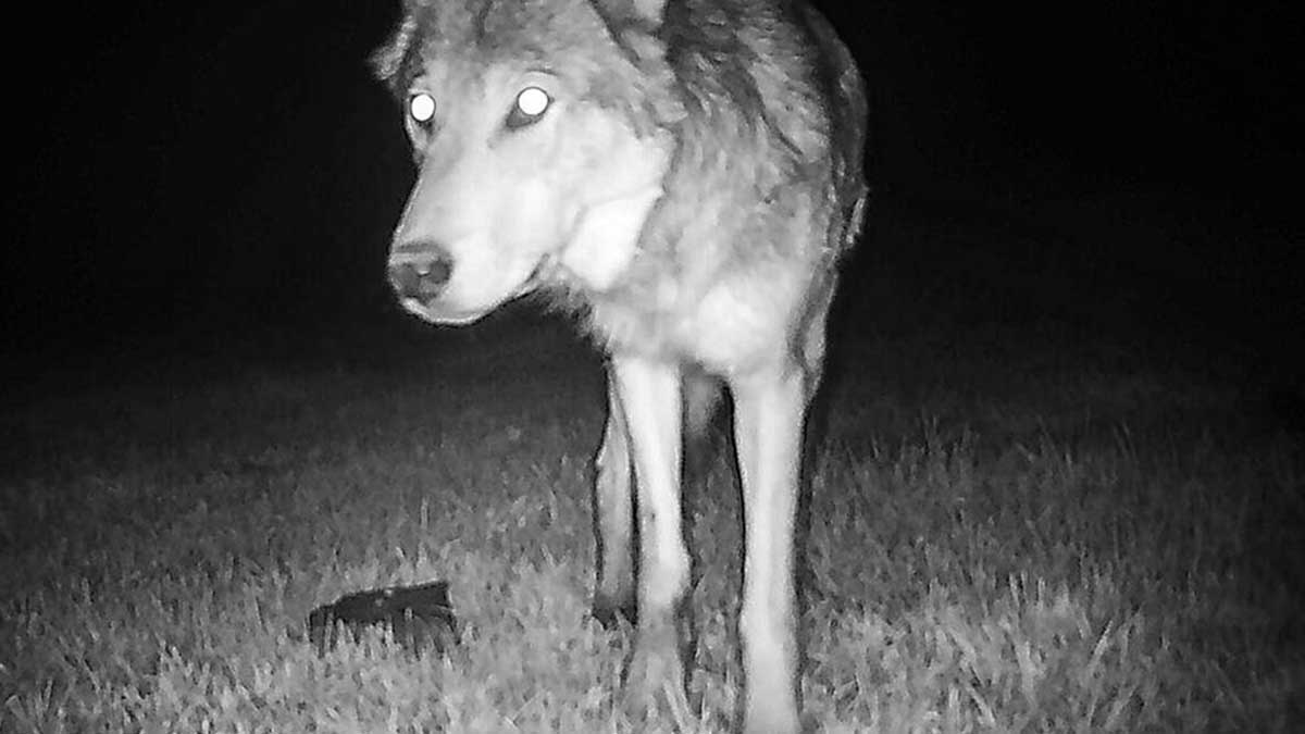 Colorado Confirms Six Wolf-Livestock Depredations Within Weeks of Wolf ...