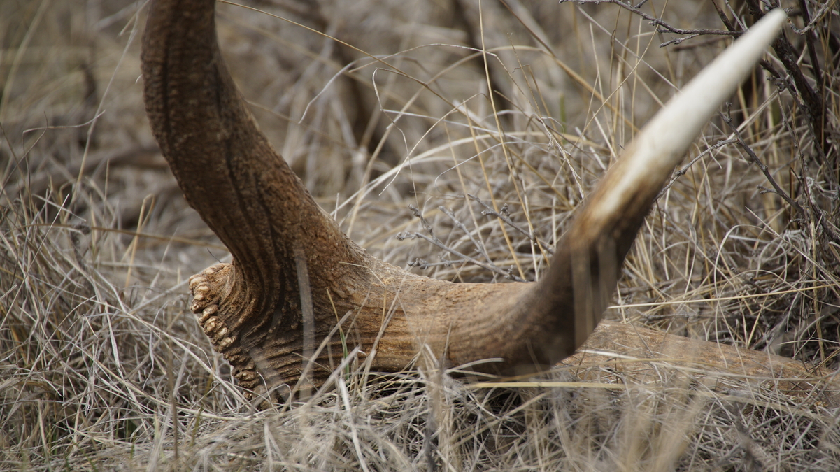Antler Poaching Leads to Fine and Hunting Ban | Rocky Mountain Elk ...