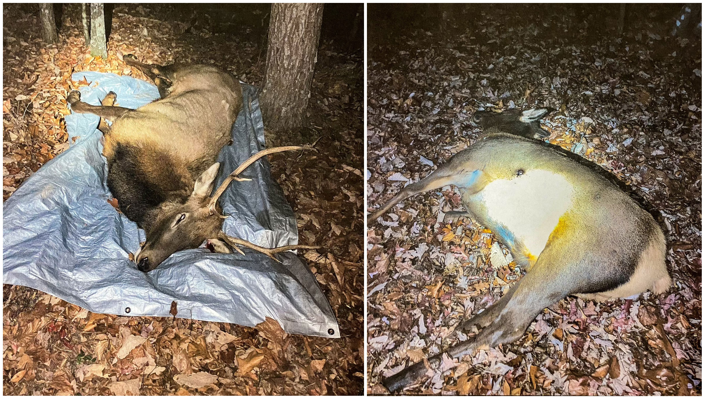 Man Convicted of Poaching Two Elk in Tennessee | RMEF Media | Rocky ...