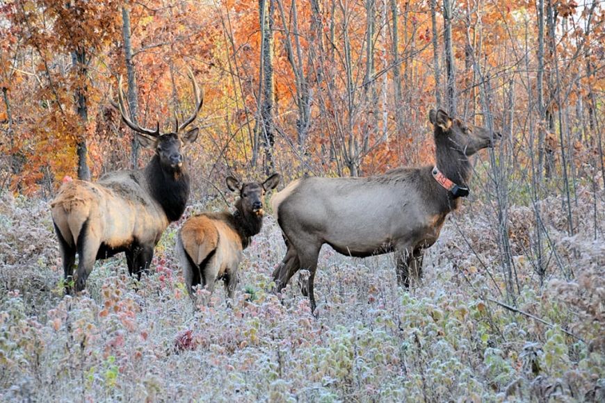 Wisconsin Seeks Public Feedback on Elk Management Plan | RMEF Media ...