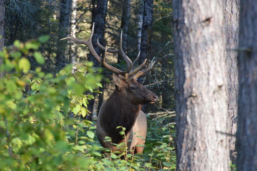 Wisconsin Expands Elk Hunting Season, 2024 Application Period Opens ...