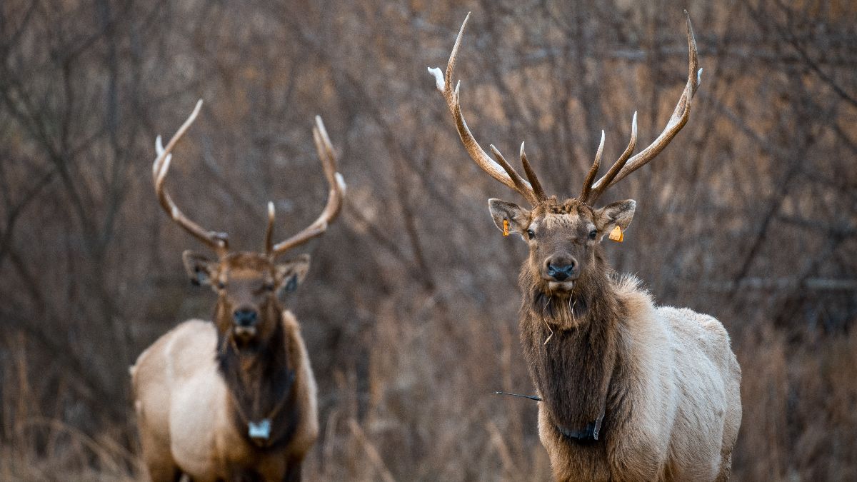 West Virginia Expands Elk Herd by 23 Animals | RMEF Media | Rocky ...