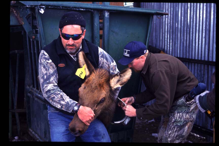 Kentucky Elk Biologist Receives RMEF Excellence in Elk Country Award ...
