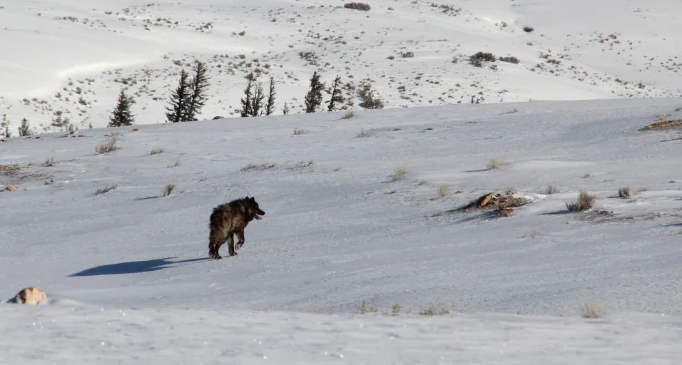 Wyoming Gray Wolf Report Highlights Decrease in Conflicts, Increase in ...
