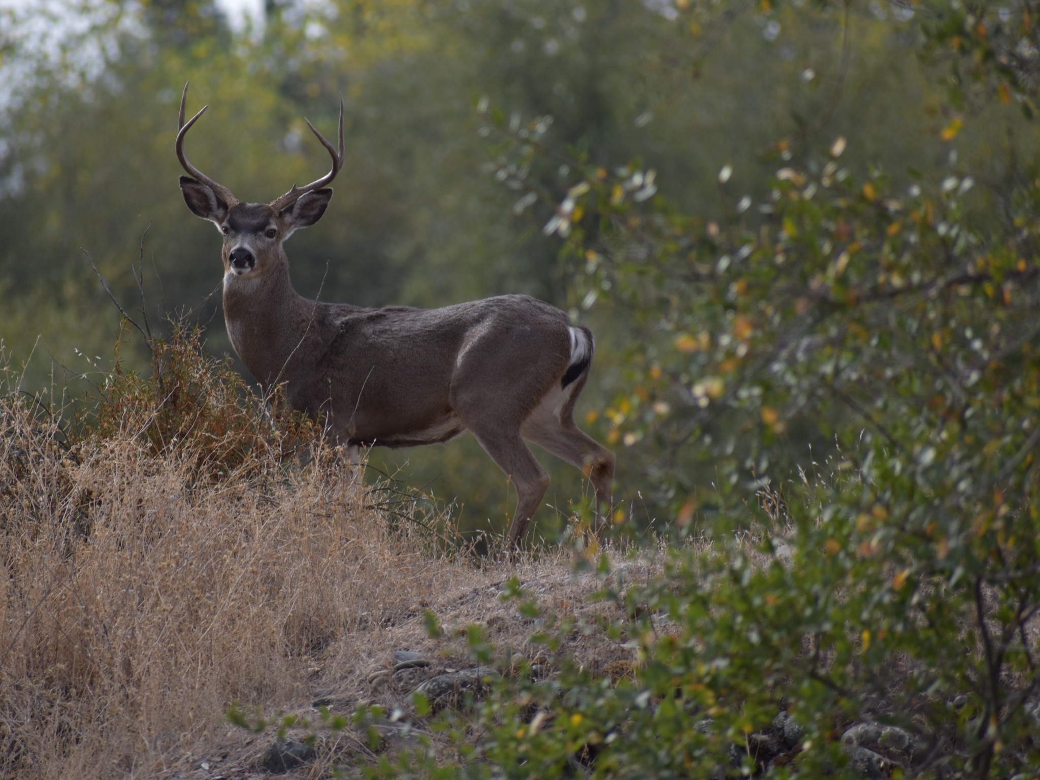 Chronic Wasting Disease Confirmed in California | RMEF Media | Rocky ...
