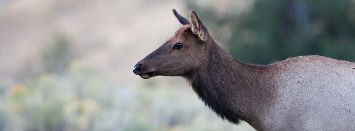 Tips Sought on Cow Elk Poached in Western Montana | RMEF Media | Rocky ...
