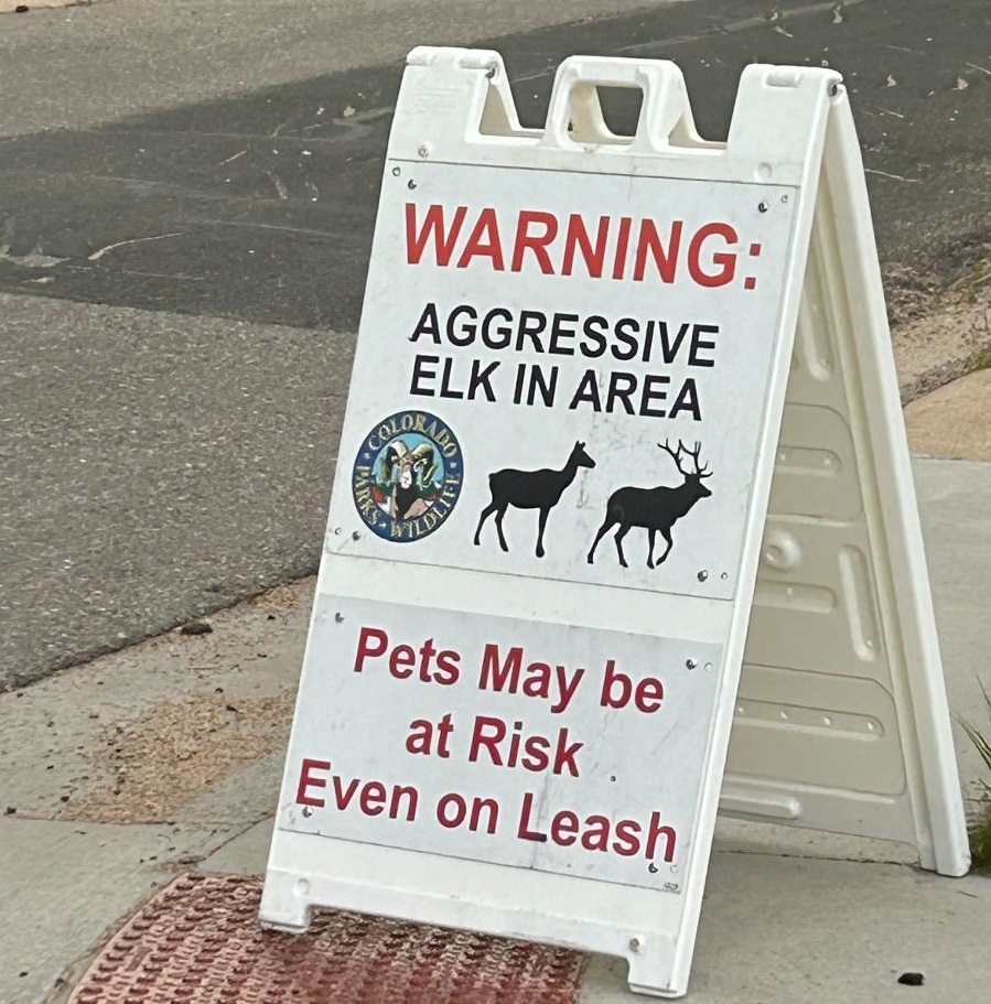 Colorado Town Hit by Trio of Elk Attacks, Plus a Deer Attack in Another ...