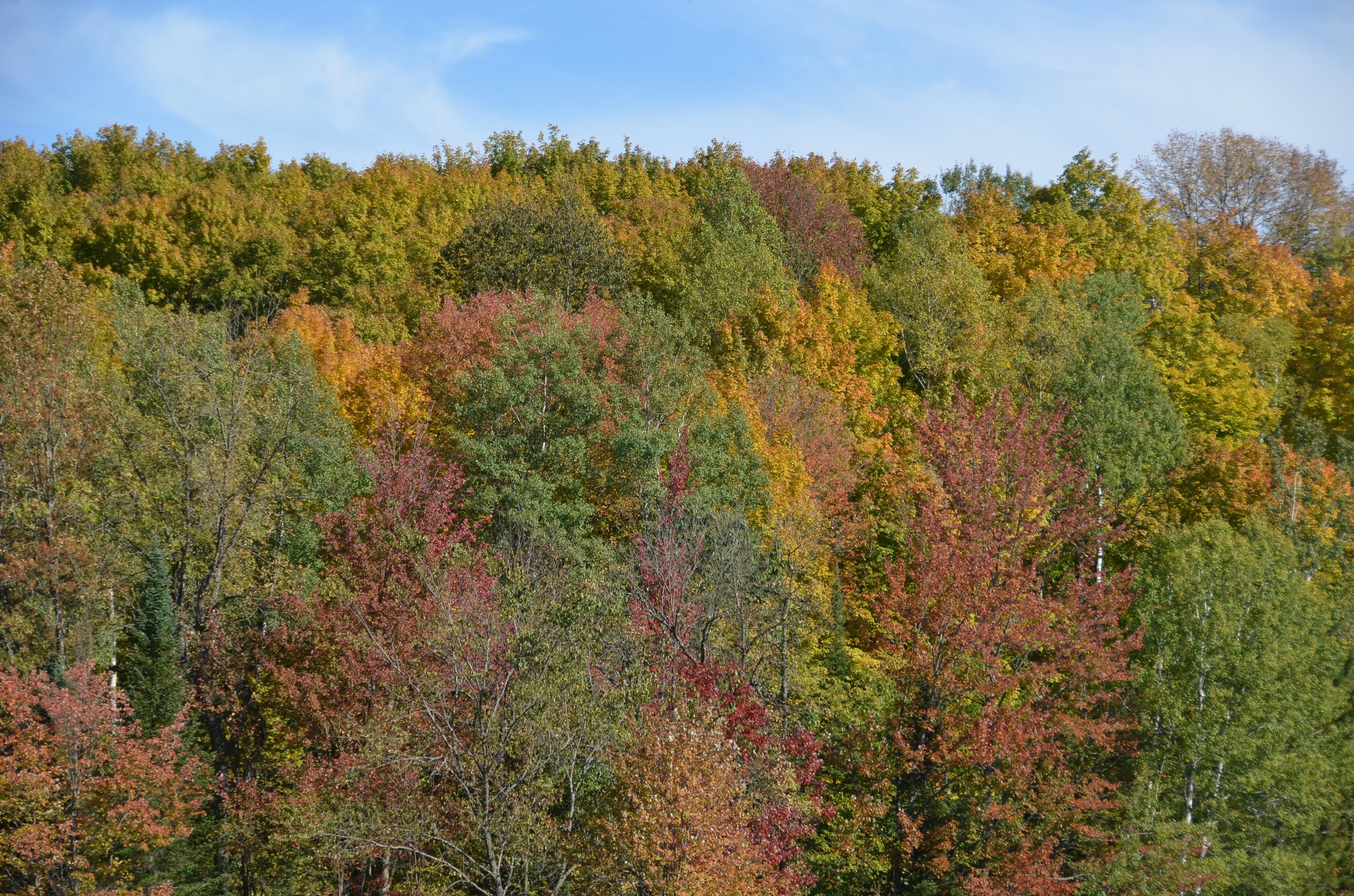Wildlife Coalition Supports Wisconsin Forest Management | Rocky ...