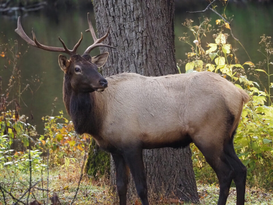 Hunters Unite Against Poaching | RMEF Media | Rocky Mountain Elk Foundation