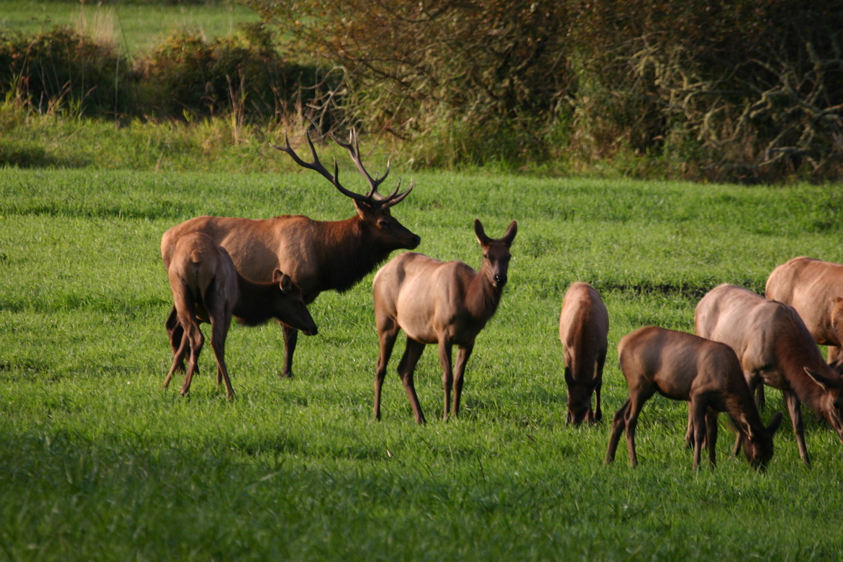 Washington Man Gets Prison Time, Fine, Suspension for Elk Poaching ...