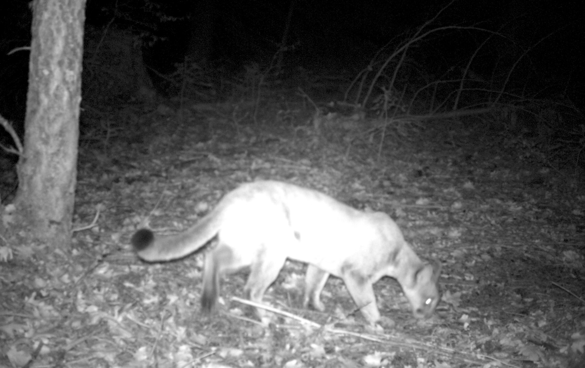 New Study Finds First Evidence of “Staggering Disease” in Colorado ...