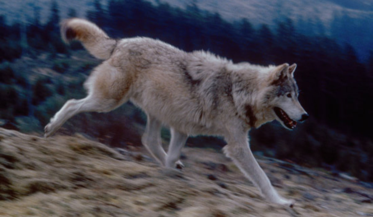 New Genetics-Based Modeling Estimates Idaho’s Wolf Population at 1,150 ...