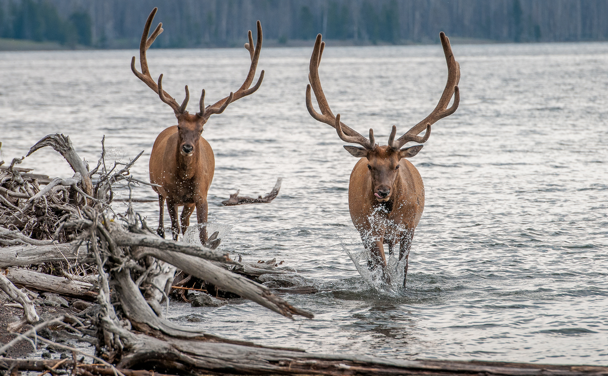 Could Elk Compete in the Olympics? | RMEF Media | Rocky Mountain Elk ...