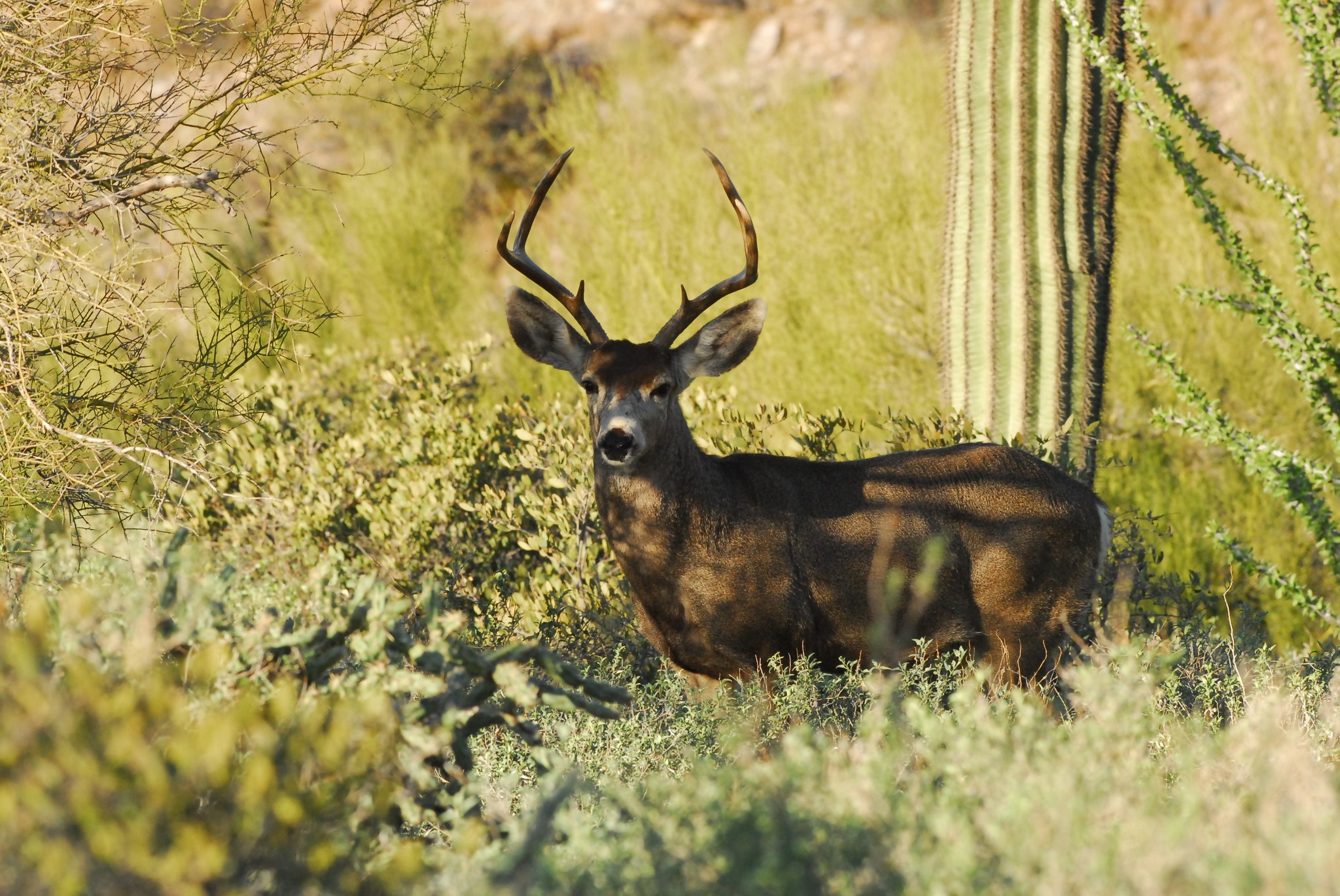 Arizona Elk, Deer Hunters Urged to Register for CWD Classes | RMEF ...