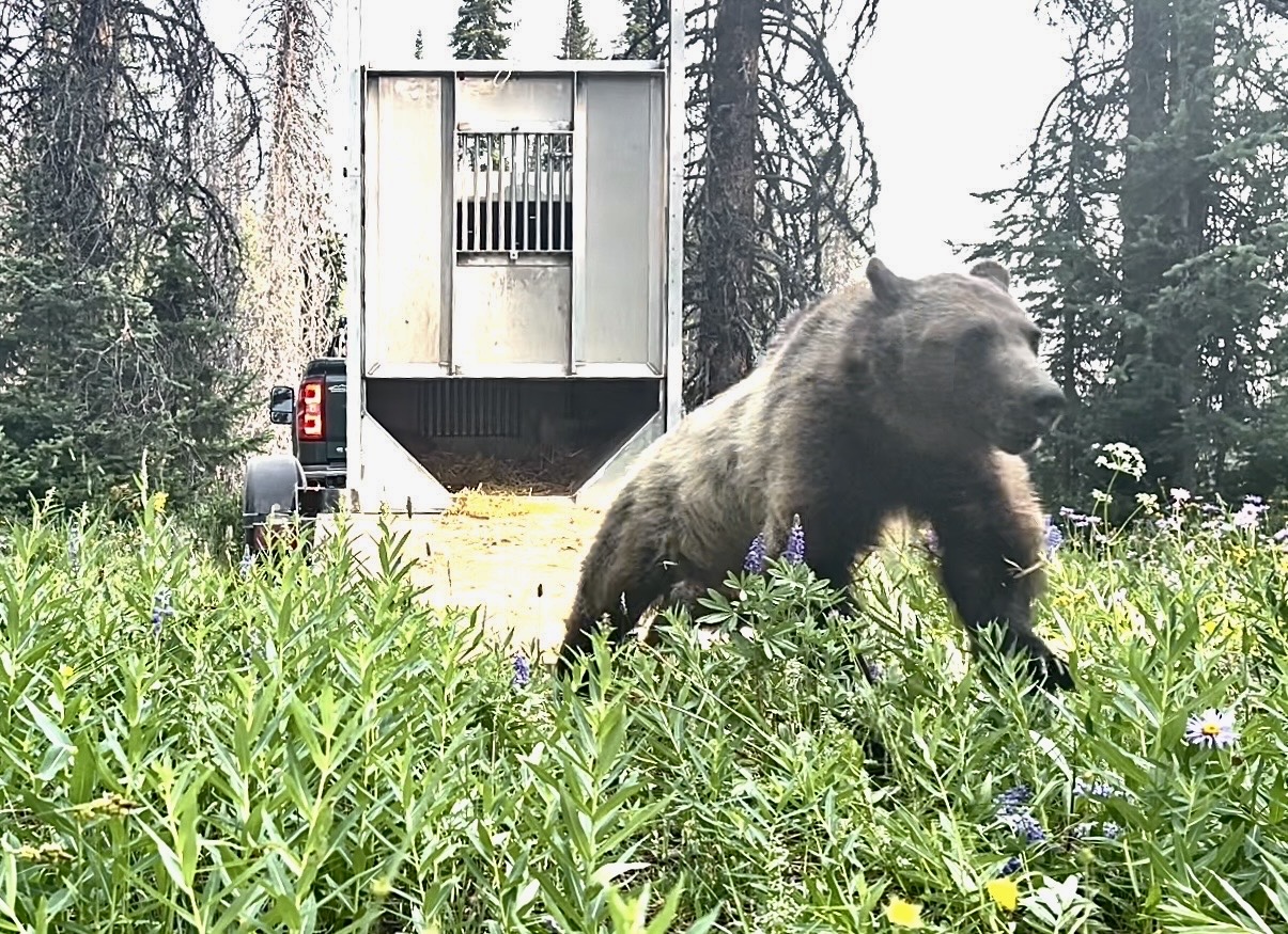 RMEF Supports Grizzly Translocation to Boost Genetic Diversity | RMEF ...