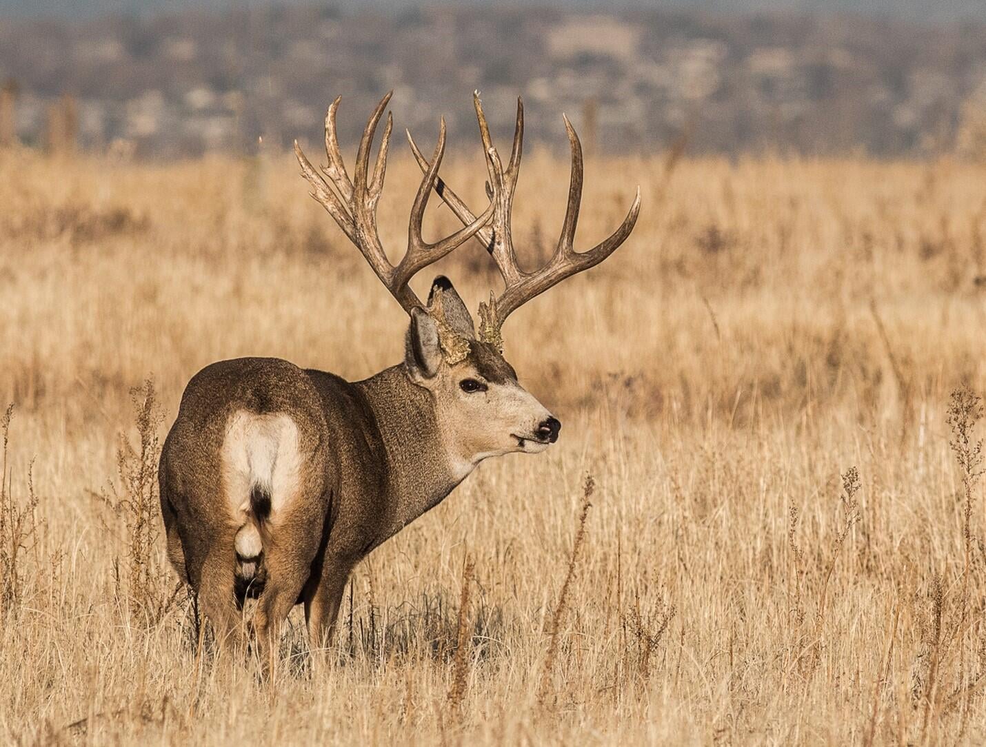 Quarantine Orders Issued for Deer, Elk, Other Species in Western Nevada ...