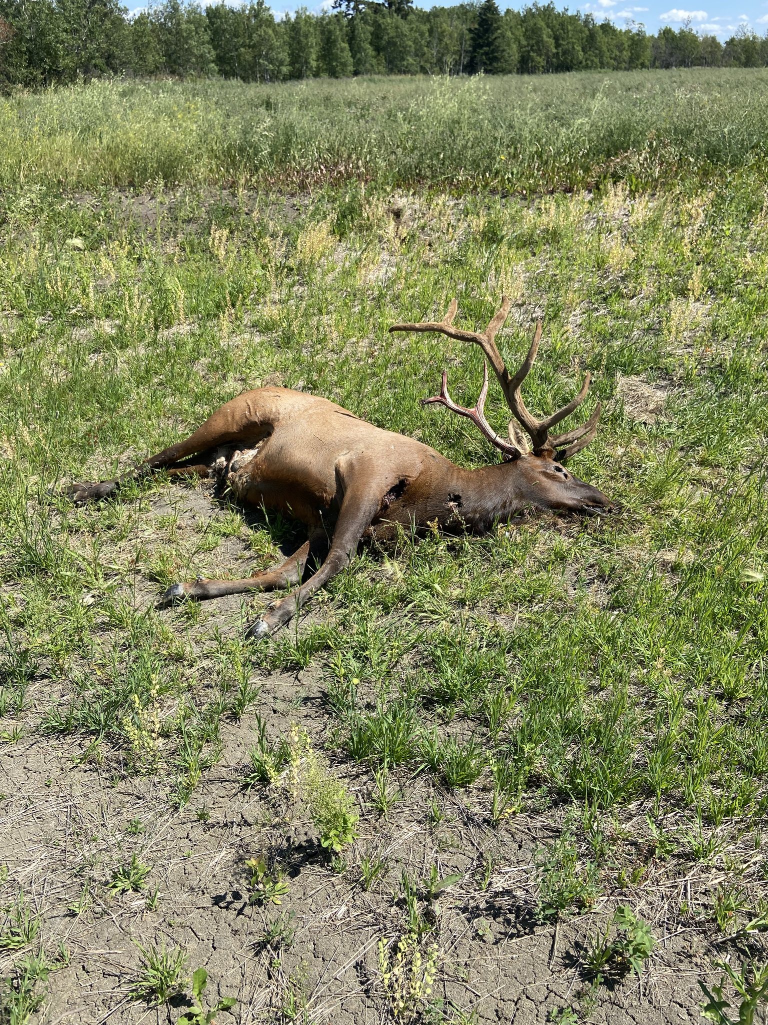 Authorities Seek Help in Saskatchewan Elk Poaching Case | RMEF Media ...