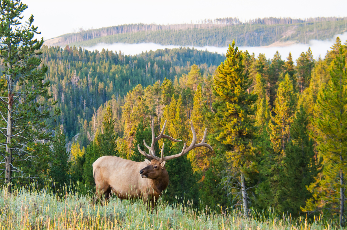 RMEF Announces Promotions, Adds Positions Supporting Continued Growth ...