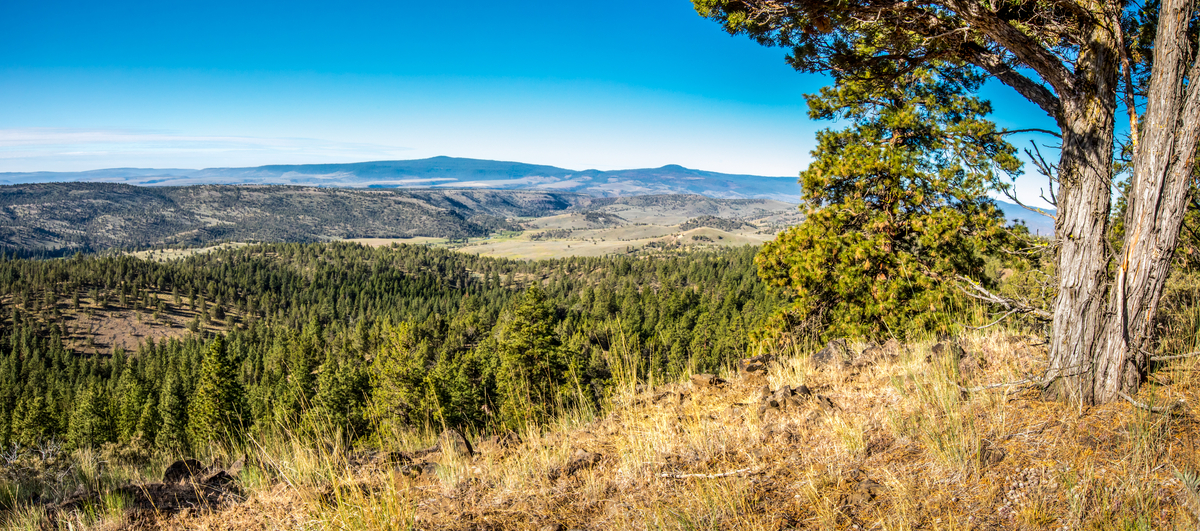 RMEF Supports, Joins Sustainable Forest Management Effort | RMEF Media ...