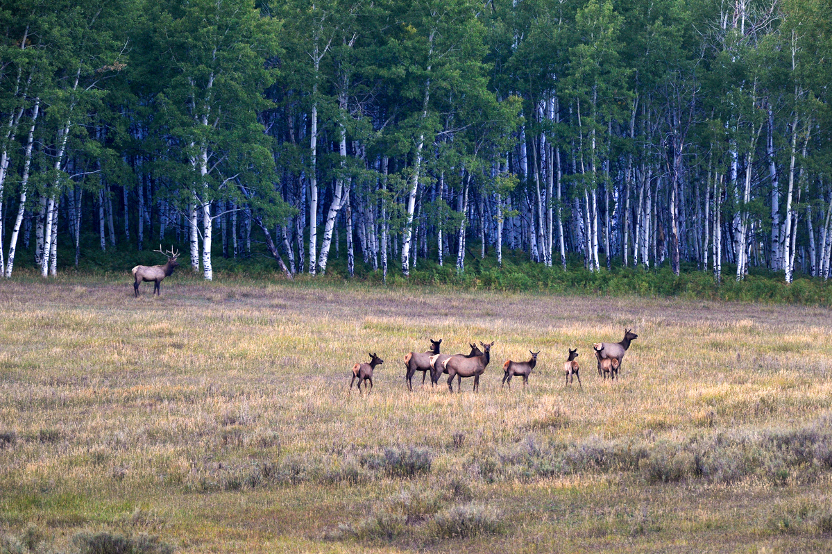 A Conservation Blueprint for the Future | RMEF Media | Rocky Mountain ...