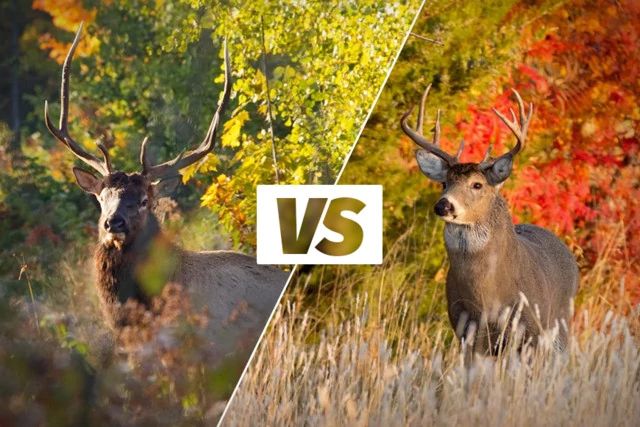 Know Your Target | RMEF Media | Rocky Mountain Elk Foundation