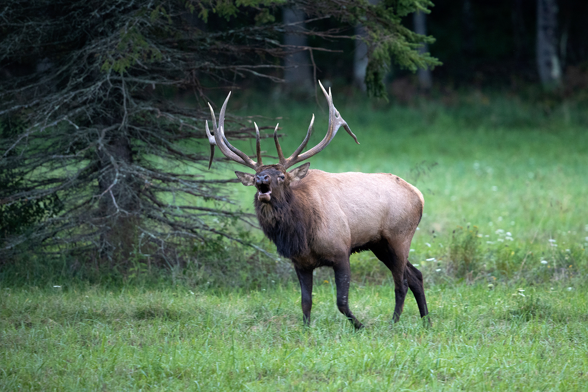 Pennsylvania Eyes 2024 Elk Season | RMEF Media | Rocky Mountain Elk ...