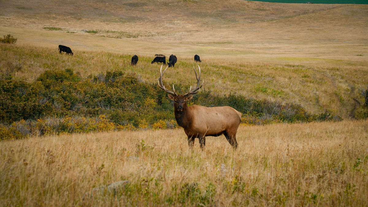 New Film Examines Challenges of Elk Management in Montana | RMEF Media ...