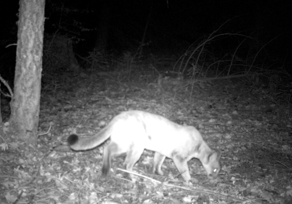 Opposition Swells Against Colorado Proposition 127 | RMEF Media | Rocky ...