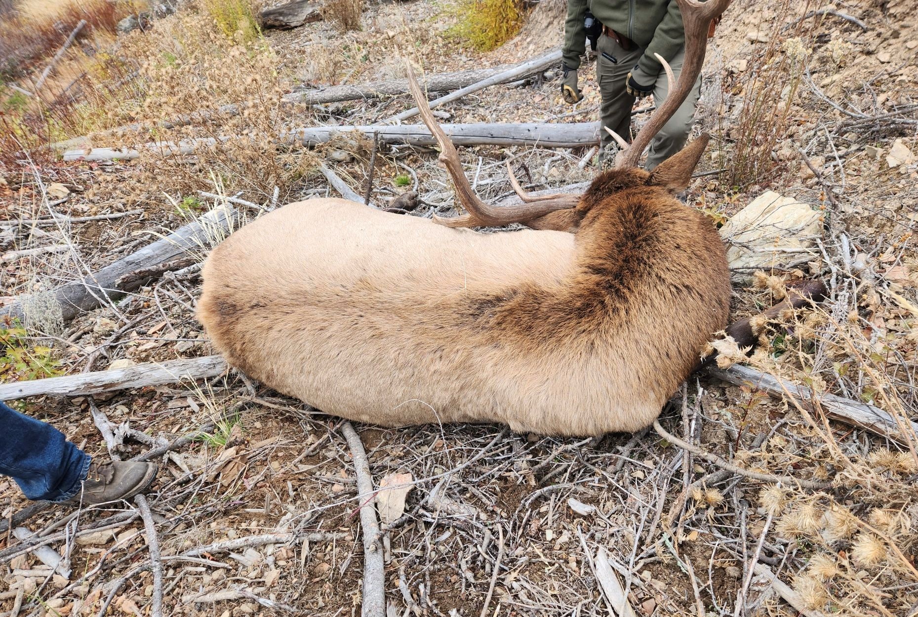 Wardens Seek Help in Northwest Montana Elk Poaching Case | RMEF Media ...