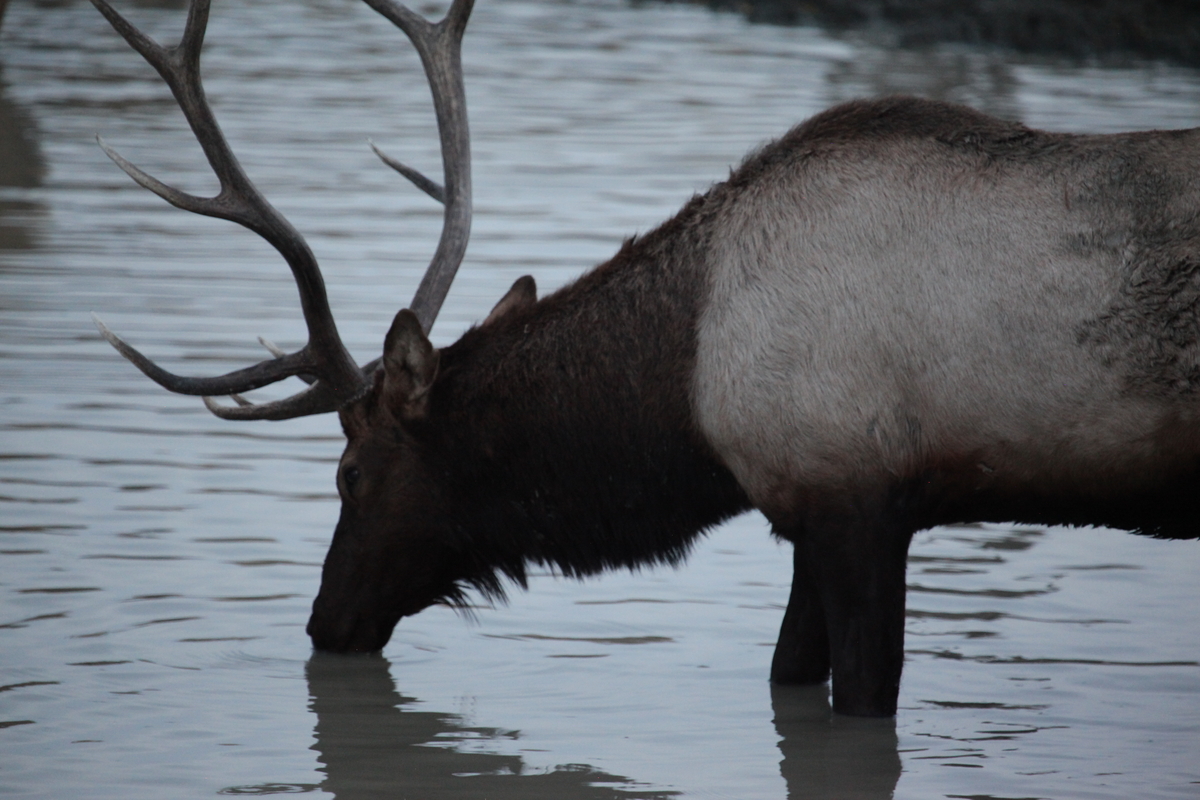 Wardens Seek Info about Southwest Montana Bull Elk Poaching | RMEF ...