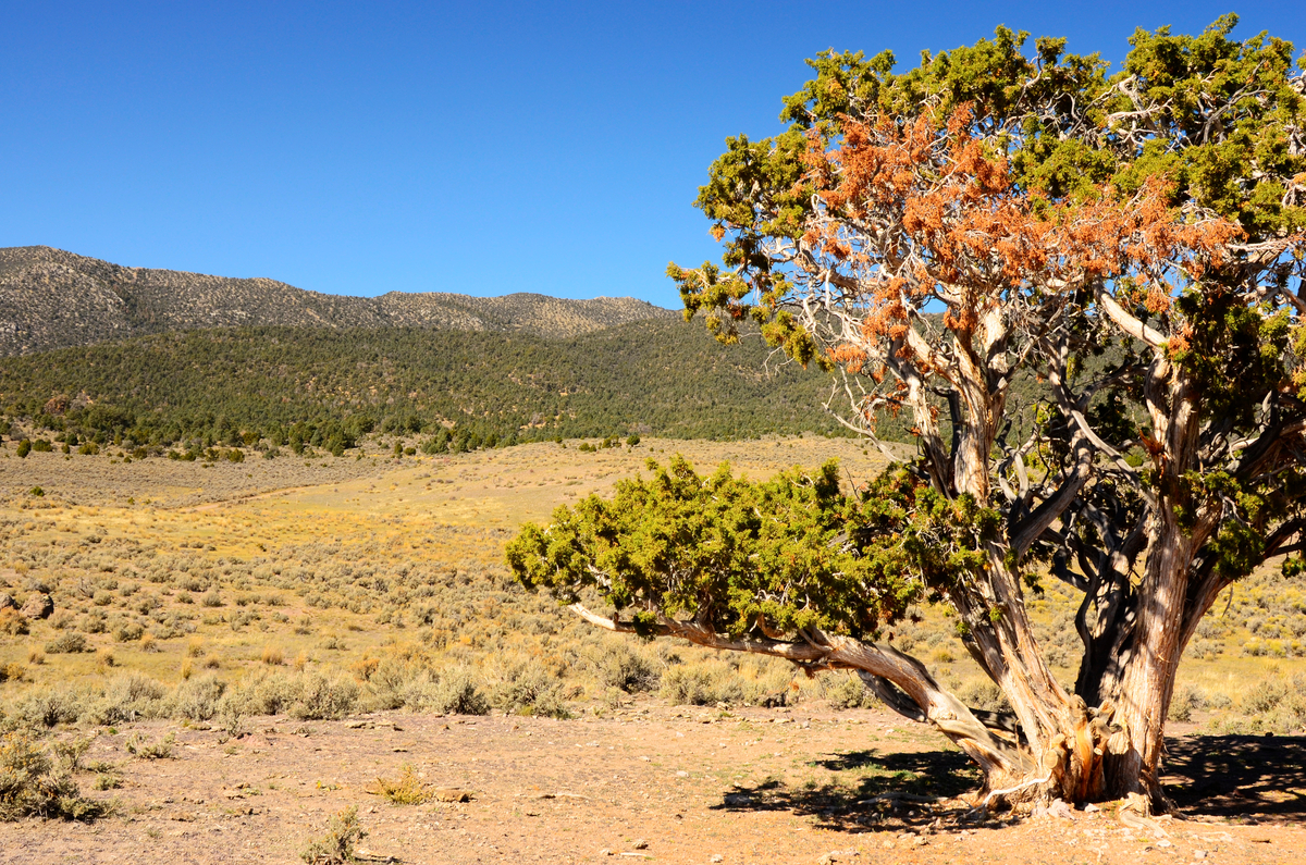 RMEF Project Gets Funding Support from Walmart, NFWF | RMEF Media ...