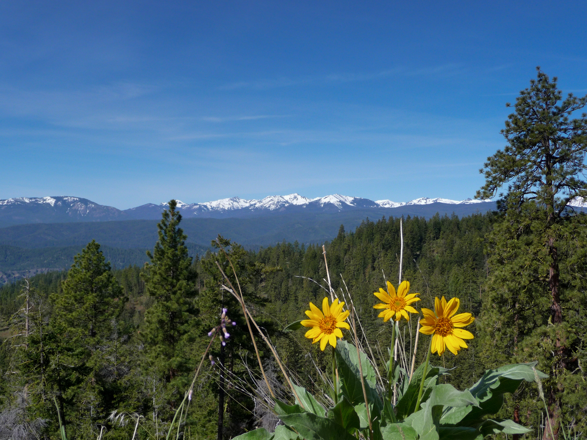 Washington’s Wildlife, Habitat Get $4.3 Million Boost | RMEF Media ...