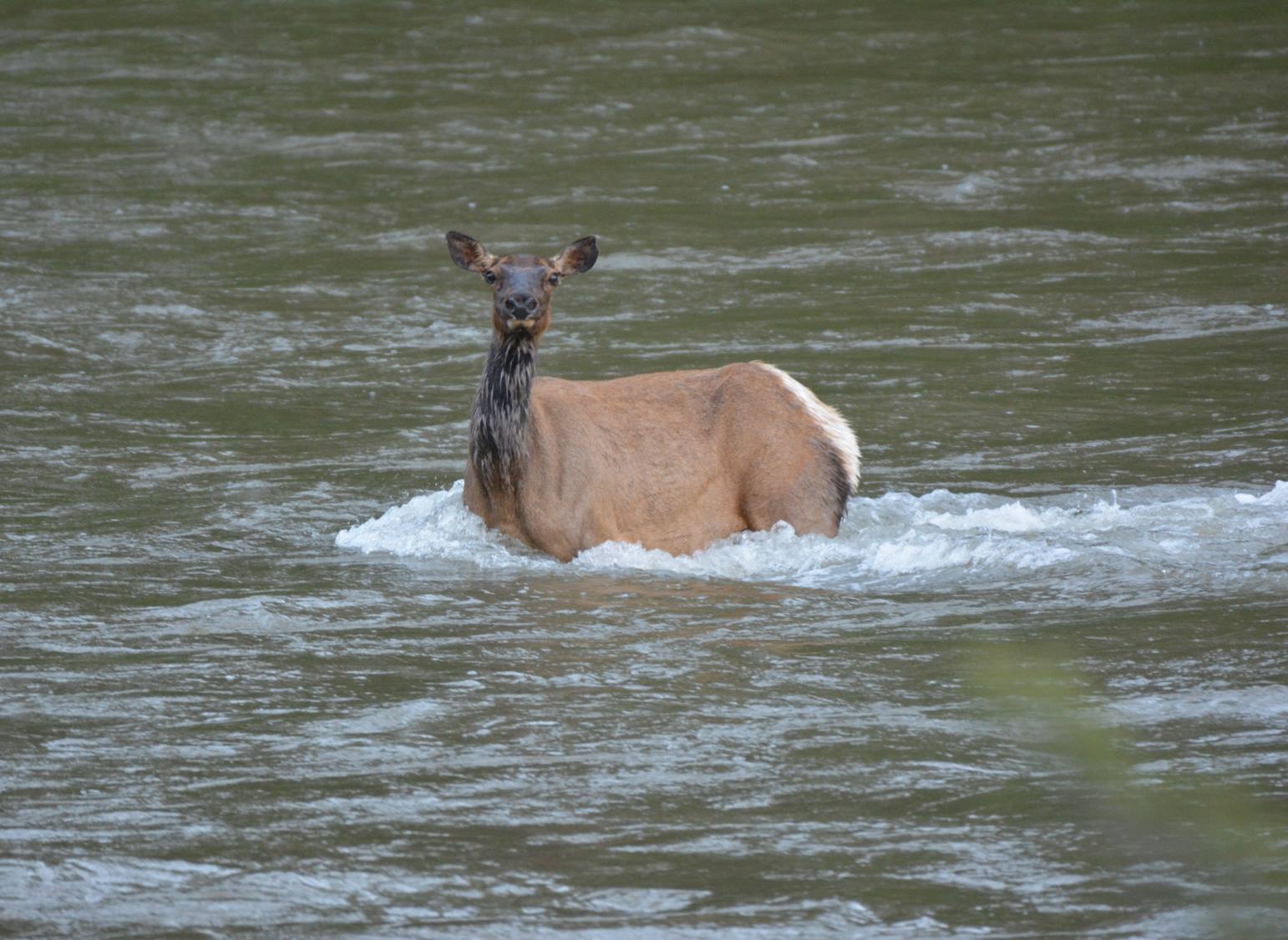 Info Sought about Western Montana Elk, Deer Poaching Cases | RMEF Media ...