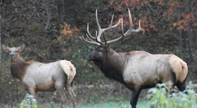 Report Sightings of Key Wildlife in Missouri | RMEF Media | Rocky ...