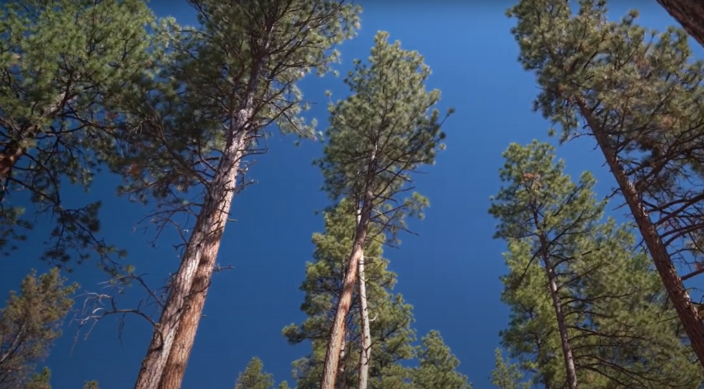 Montana Active Forest Management Project Enhances Wildlife Winter Range ...