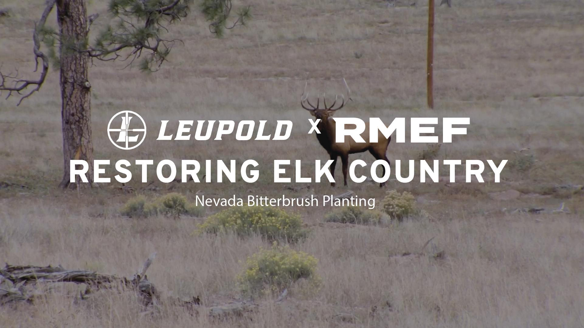 Restoring Elk Country - Nevada Bitterbrush Planting | RMEF Media ...