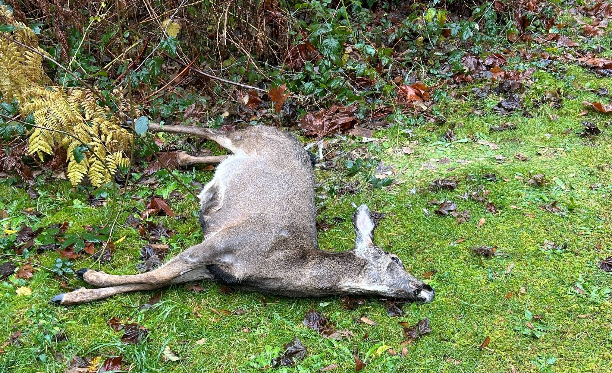 Poachers Shoot Elk and Deer in Southwest Washington | RMEF Media ...
