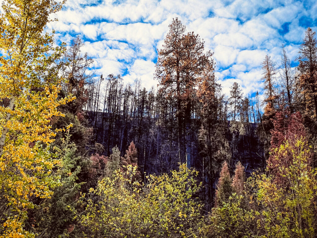 Three Dozen Conservation, Wildlife, Hunting/Fishing Groups Support Fix ...