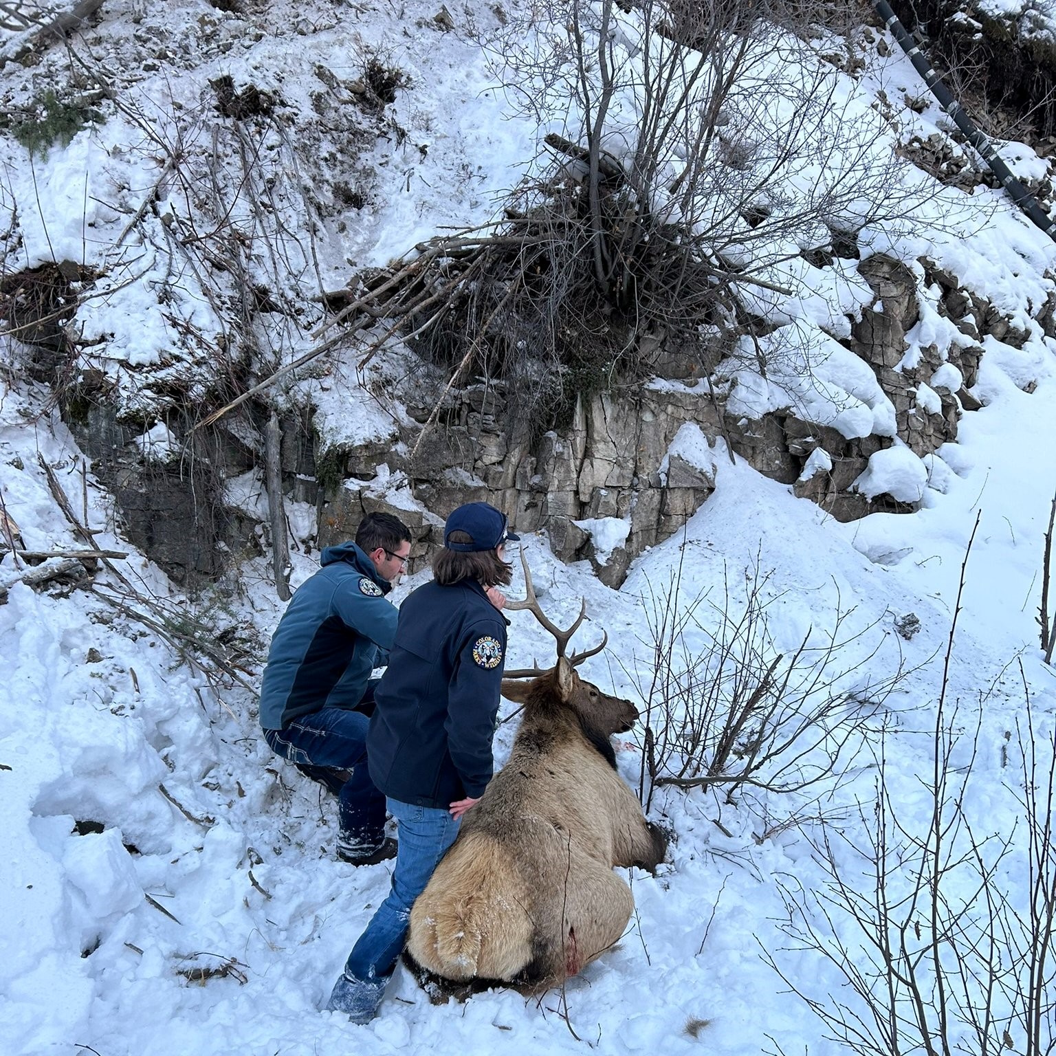 An Elk-Straordinary Rescue | RMEF Media | Rocky Mountain Elk Foundation