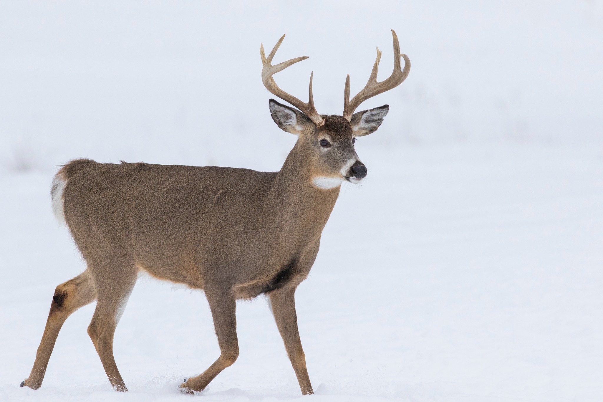 First Positive Case of CWD Confirmed in Georgia | RMEF Media | Rocky ...