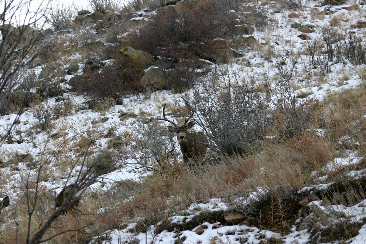 CWD Detected on Western Montana Reservation | Rocky Mountain Elk Foundation