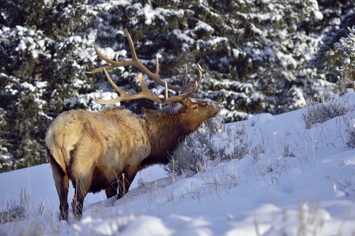 RMEF Thanks Outgoing Board Members, Welcomes Two New Ones | RMEF Media ...