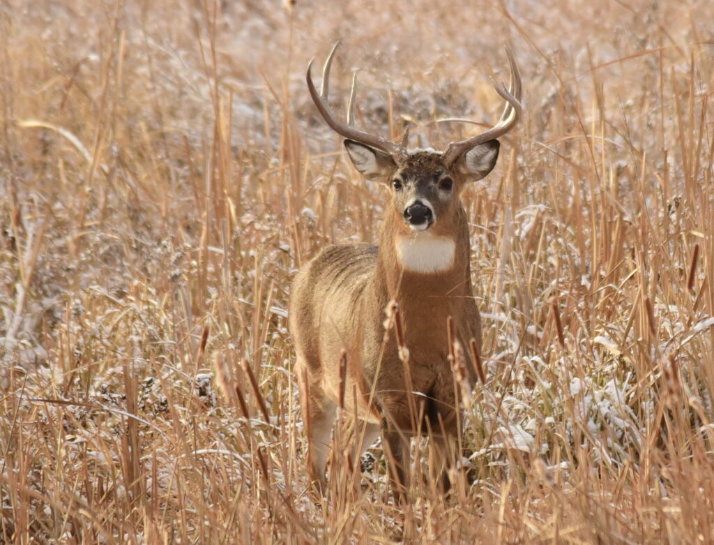 Bull Elk, Deer Poached in North Idaho | RMEF Media | Rocky Mountain Elk ...