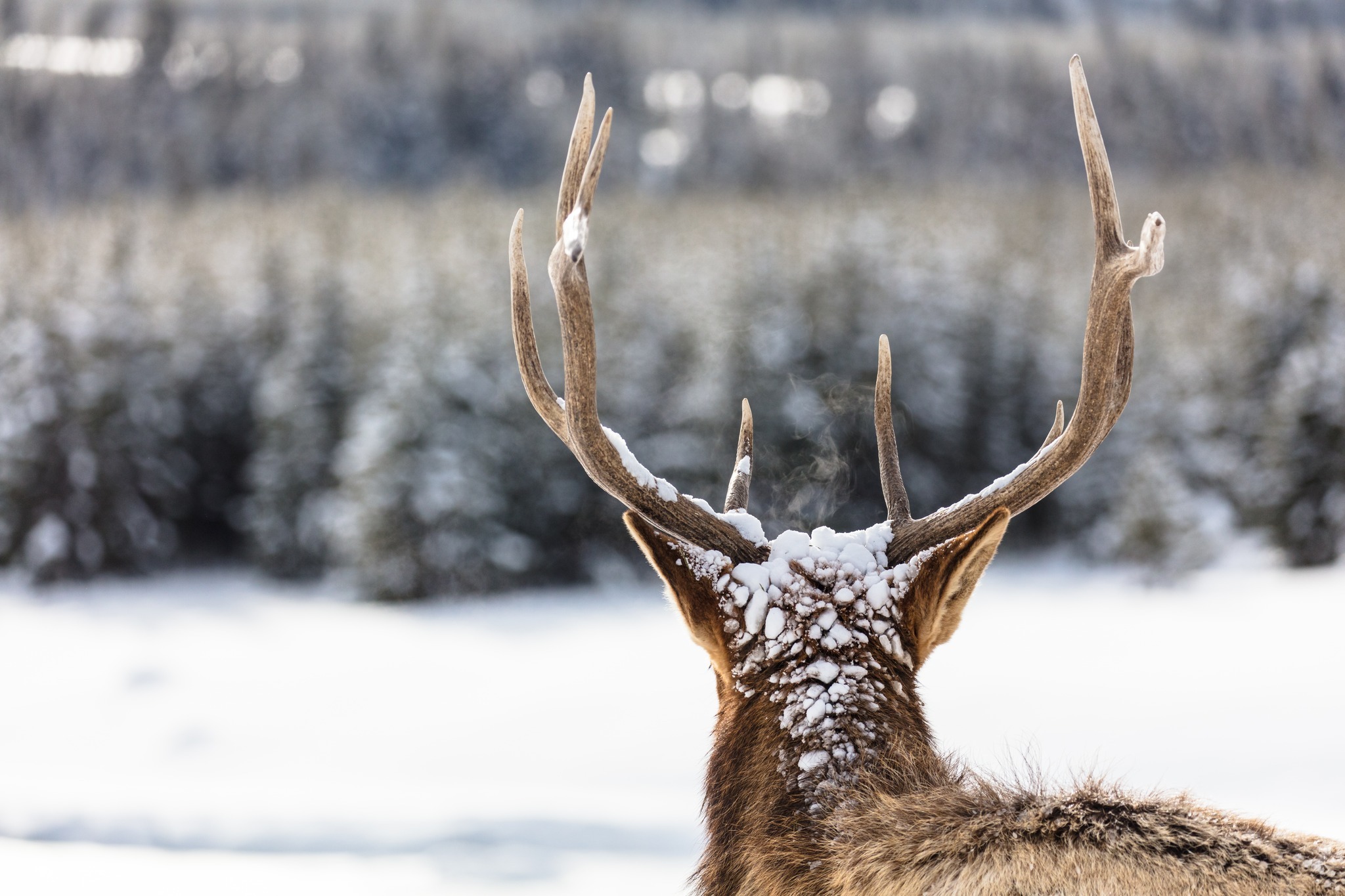 Northwest Minnesota Research Project Captures, Collars Elk | Rocky ...