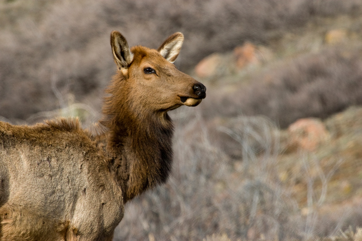 Cow Elk Found Dead in Wyoming Elk Hunt Area 87 | RMEF Media | Rocky ...