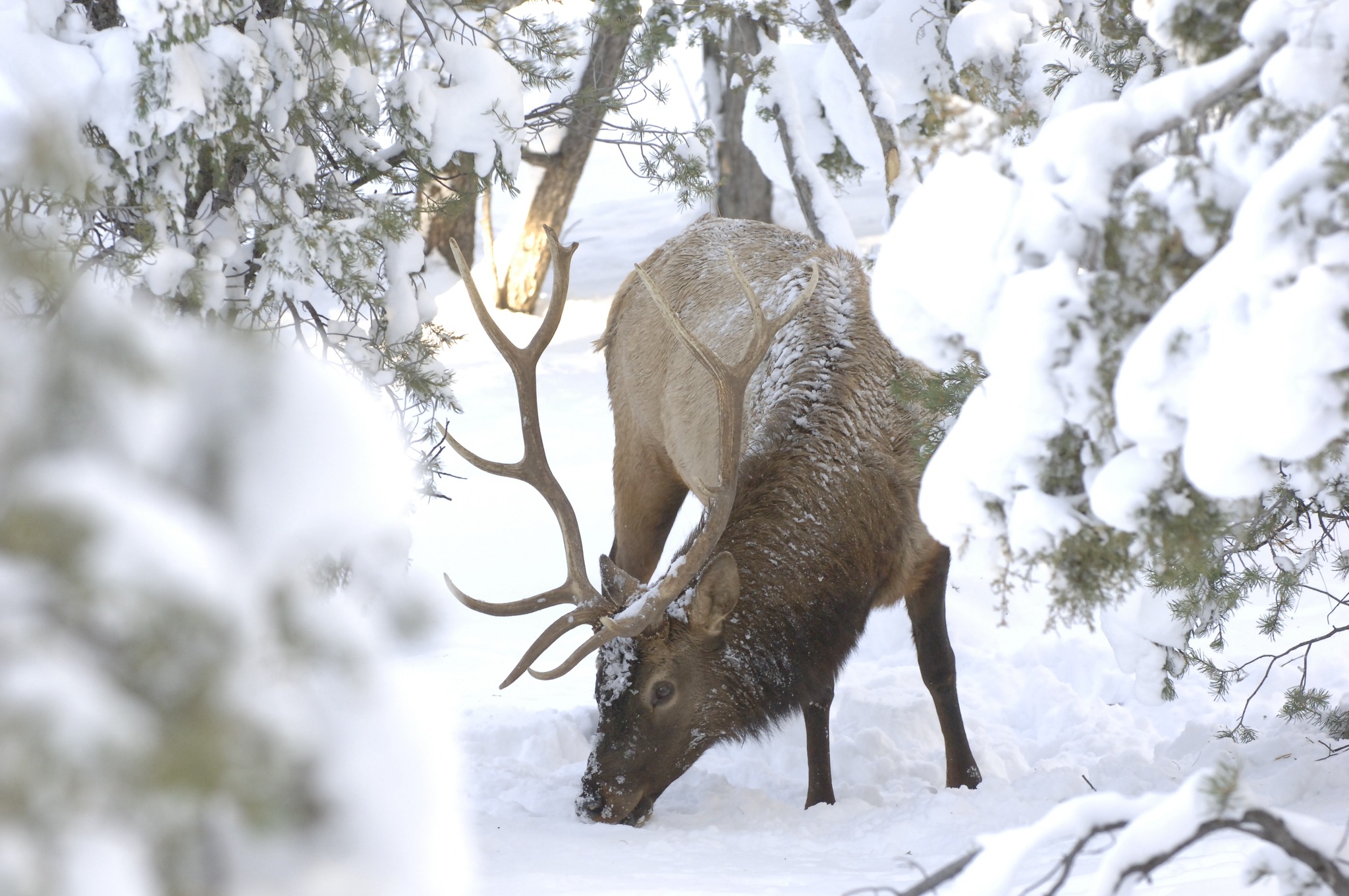 Kerr Nominated to Arizona Game and Fish Commission | RMEF Media | Rocky ...