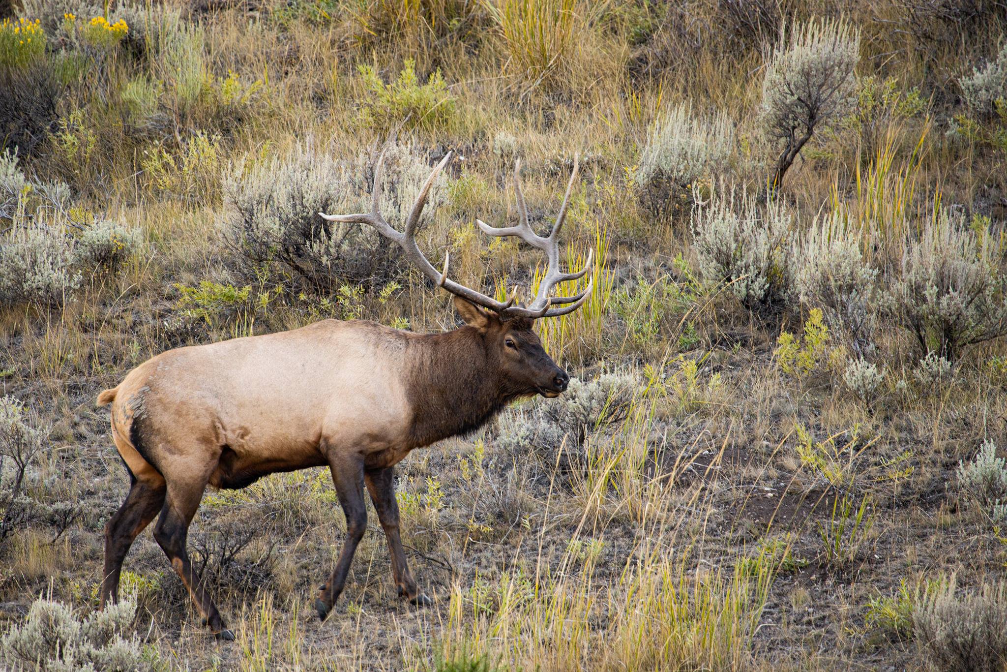 Elk Captured in Montana’s Crazy Mountains Test Negative for Brucellosis ...